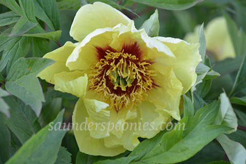 Woody Peonies - Saunders Peonies