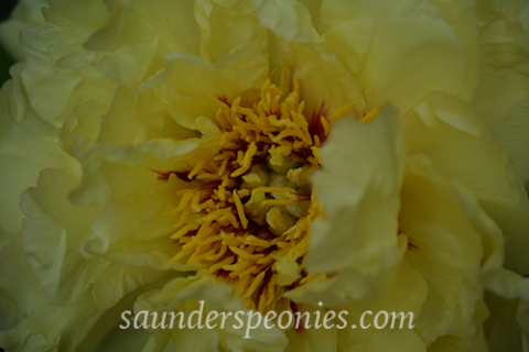 Alhambra - Saunders Peonies