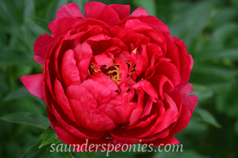 King's Ransom - Saunders Peonies