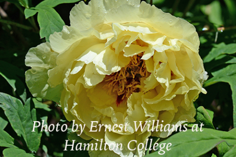 Woody Peonies - Saunders Peonies