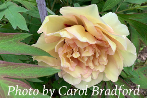 Woody Peonies - Saunders Peonies
