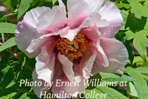 Woody Peonies - Saunders Peonies