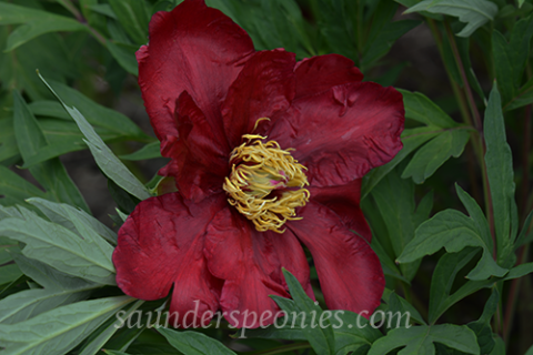 Woody Peonies - Saunders Peonies