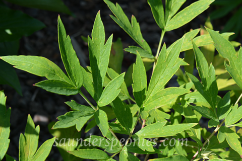 Woody Peonies - Saunders Peonies