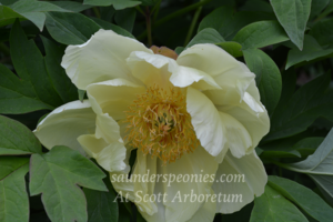 Woody Peonies - Saunders Peonies