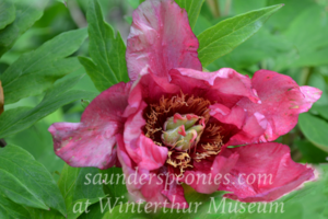 Woody Peonies - Saunders Peonies