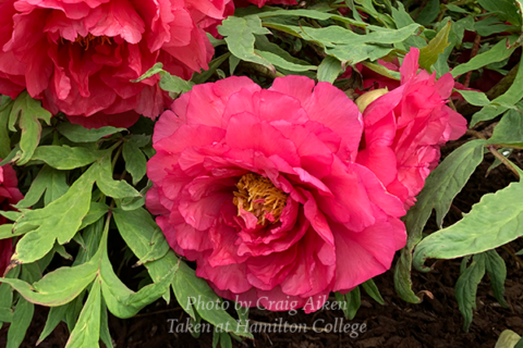 Woody Peonies - Saunders Peonies